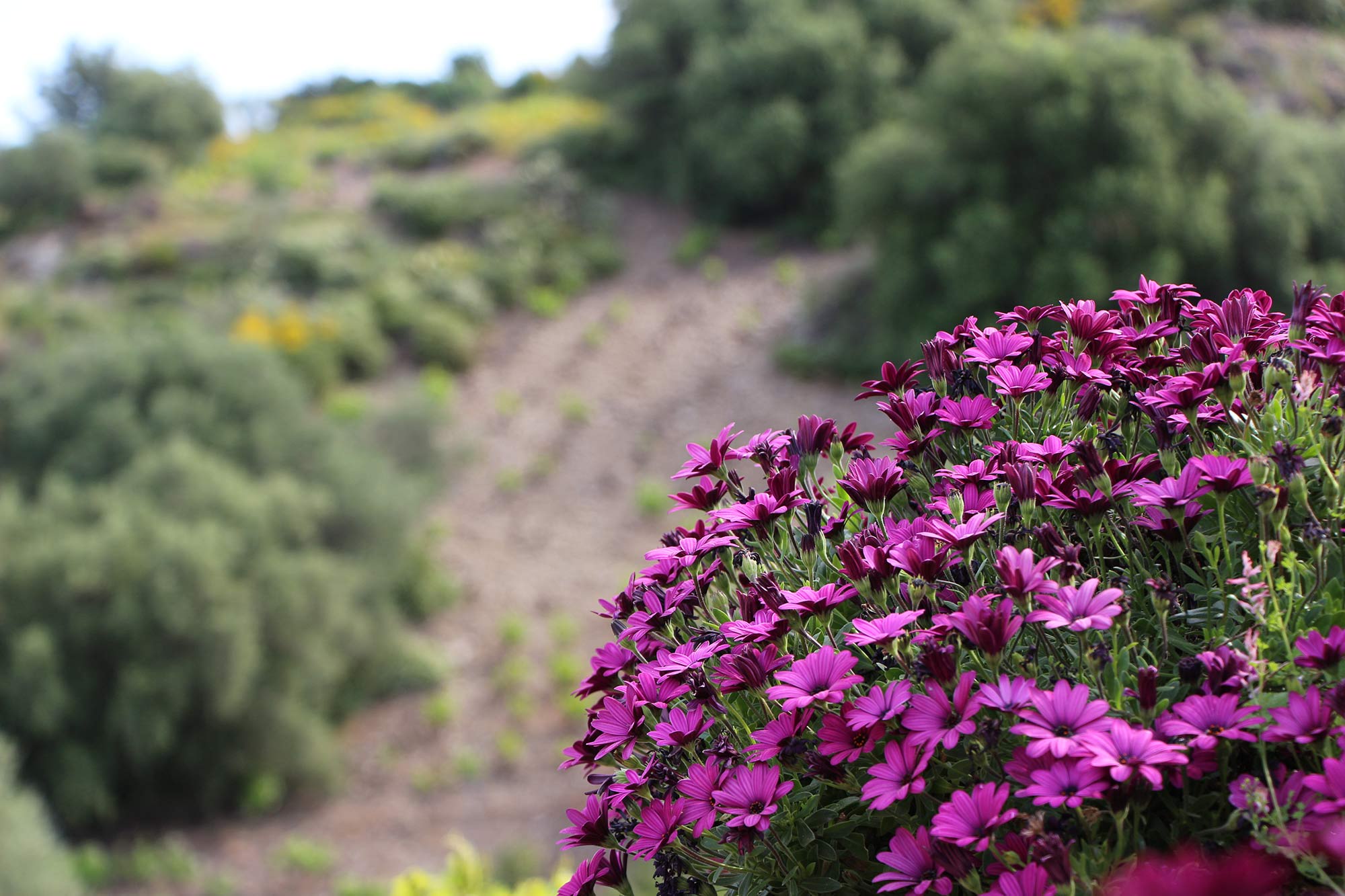 vegetation-fleurs-camping-les-amandiers - Les Amandiers
